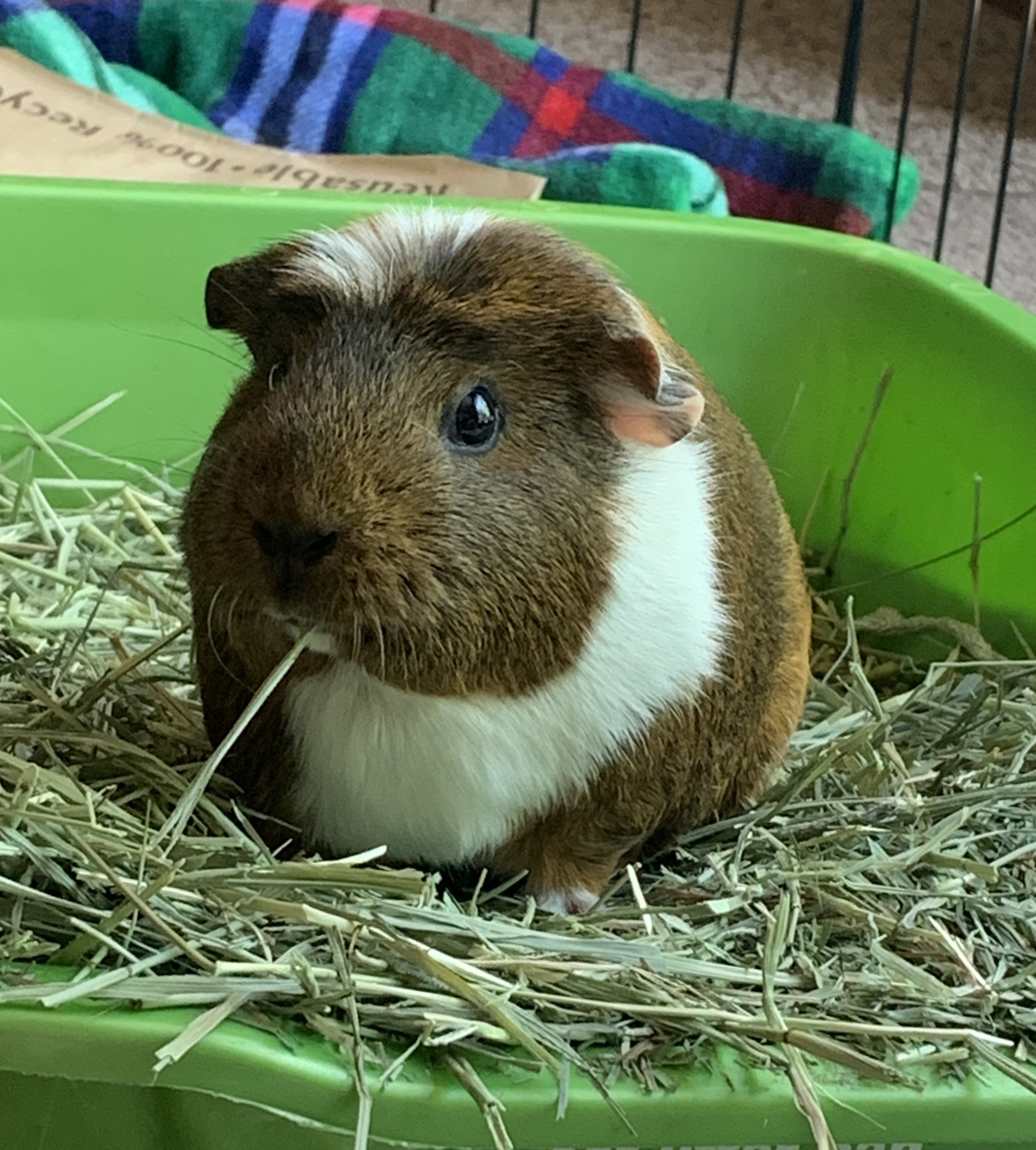 Guinea Pig Pin Art – The Quaint Crafter